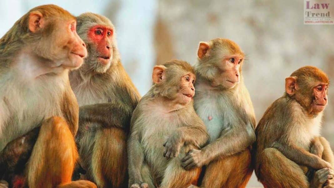 Monkey Menace: Allahabad High Court Pulls Up Uttar Pradesh Government ...